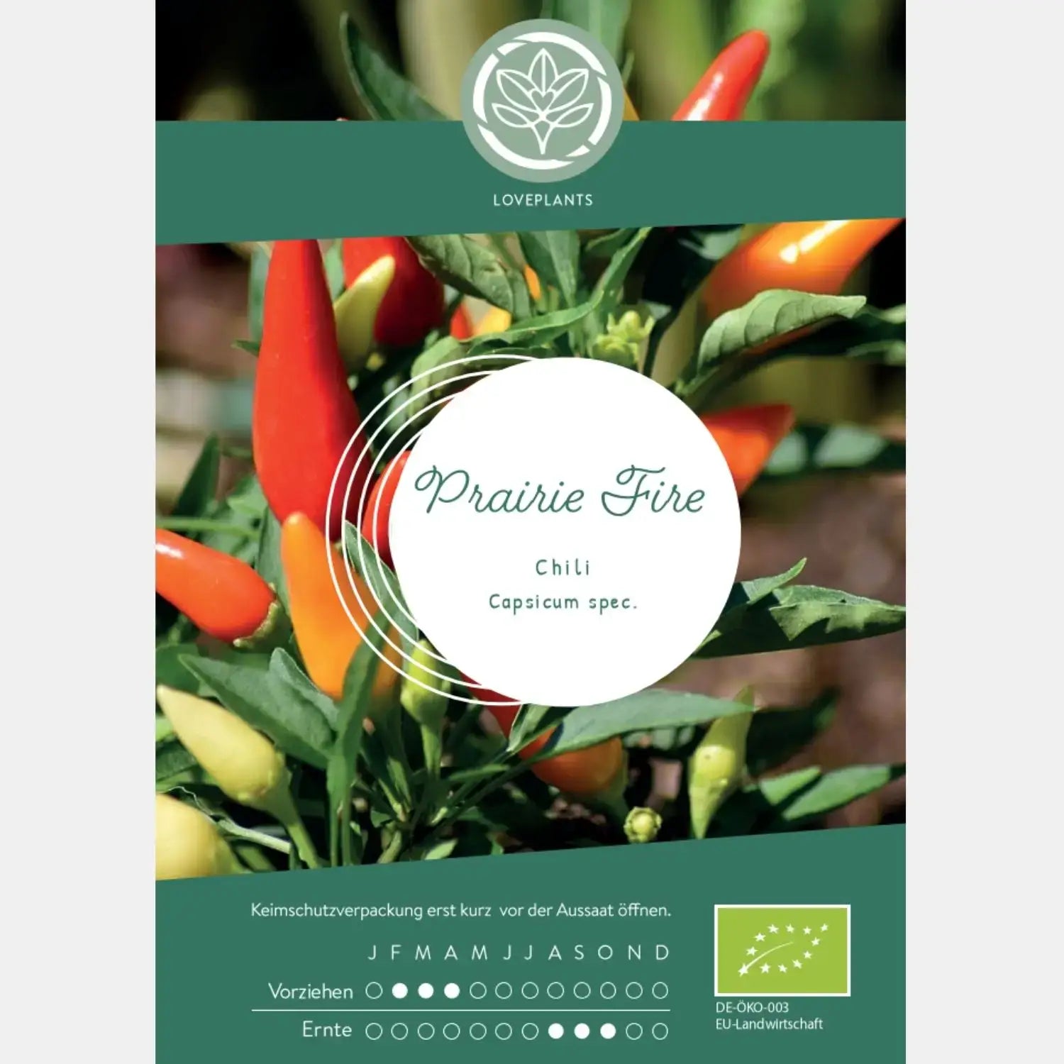 Bio Chili Prairie Fire Samen kaufen Keimgarantie